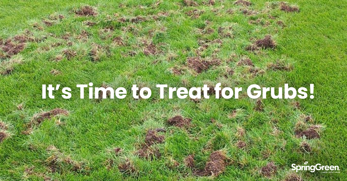 Early Signs Of Grubs