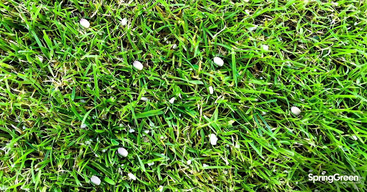 How Much Lime to Apply to a Lawn | SpringGreen