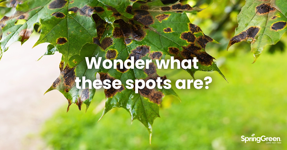Black Spots on Maple Leaves, Tar Spot Treatment | SpringGreen