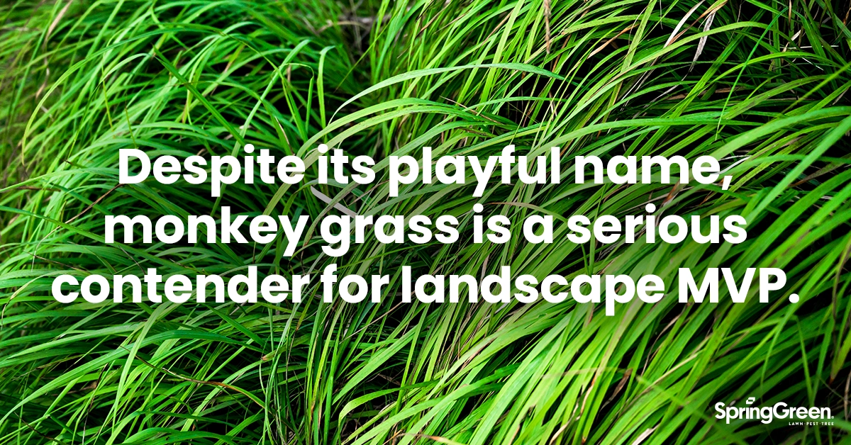 Monkey Grass: What It Is, Types, and Growing Tips | Spring Green
