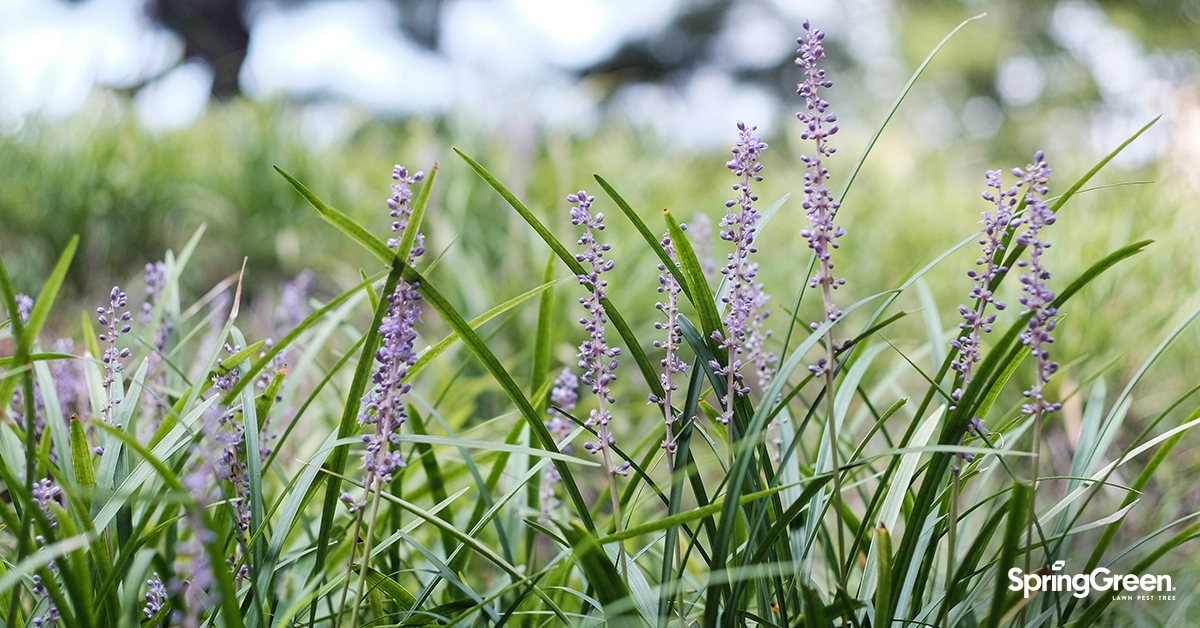 Monkey Grass: What It Is, Types, and Growing Tips | Spring Green
