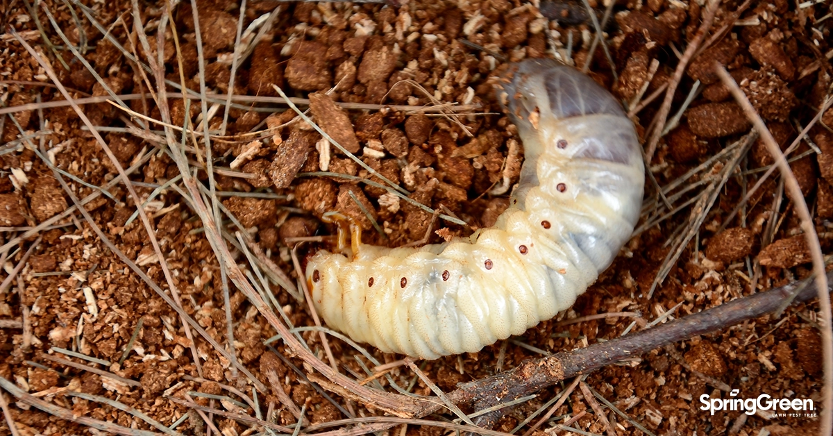 Raccoons, Skunks & Grubs: Stop Lawn Damage with Grub Control | SpringGreen